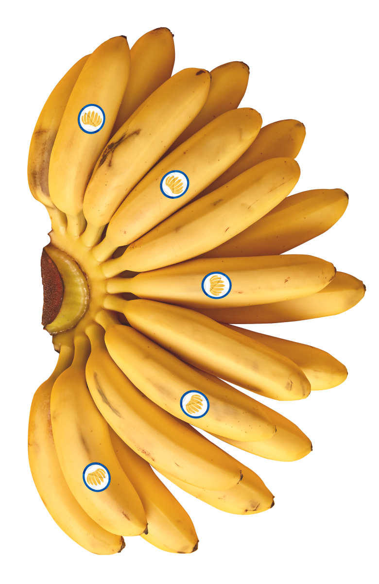 GESBA - Empresa de Gestão do Sector da Banana, Lda