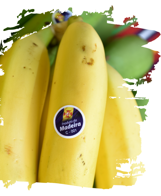 GESBA - Empresa de Gestão do Sector da Banana, Lda